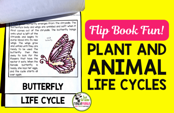 EASY FLIP Book Fun For Plant And Animal Life Cycles | 1st Grade Pandamania
