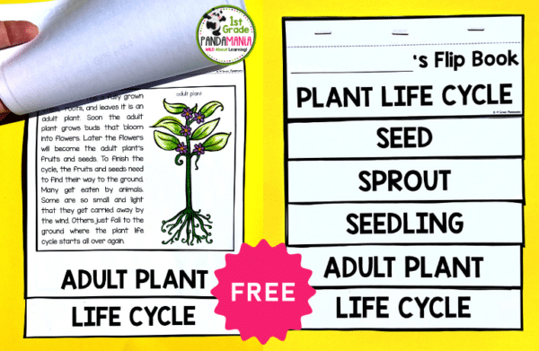 EASY FLIP Book Fun For Plant And Animal Life Cycles | 1st Grade Pandamania