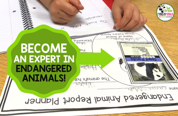 Become An Expert In Facts About Endangered Animals! | 1st Grade Pandamania