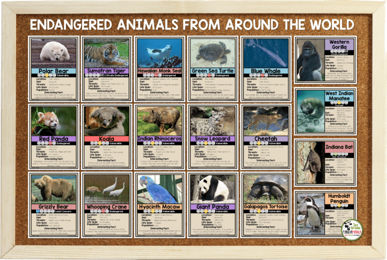 Become An Expert In Facts About Endangered Animals! | 1st Grade Pandamania