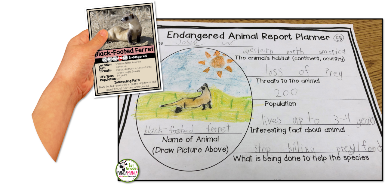 Become An Expert In Facts About Endangered Animals! | 1st Grade Pandamania