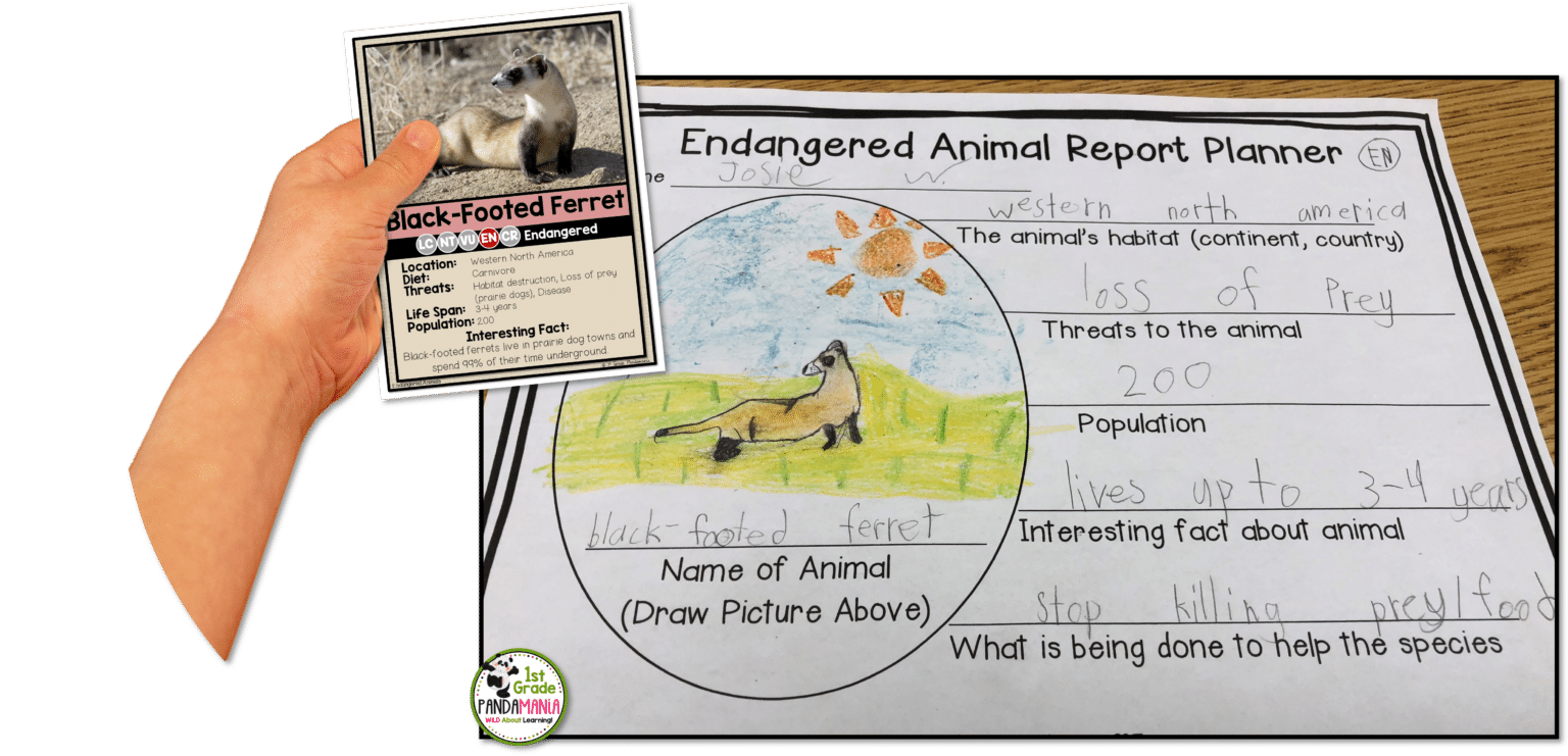 Become An Expert In Facts About Endangered Animals! | 1st Grade Pandamania
