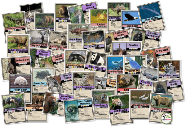 Become An Expert In Facts About Endangered Animals! | 1st Grade Pandamania